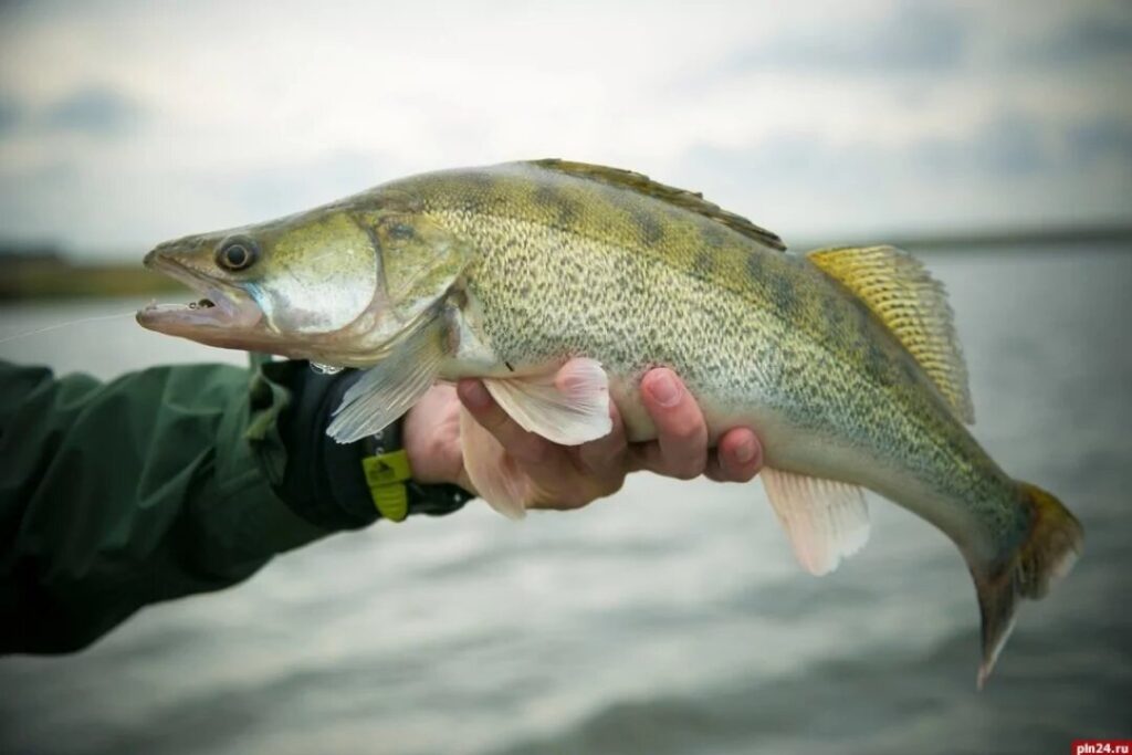 Como Pescar Robalo – Guia Completo Para Capturar Esse Predador Astuto ...