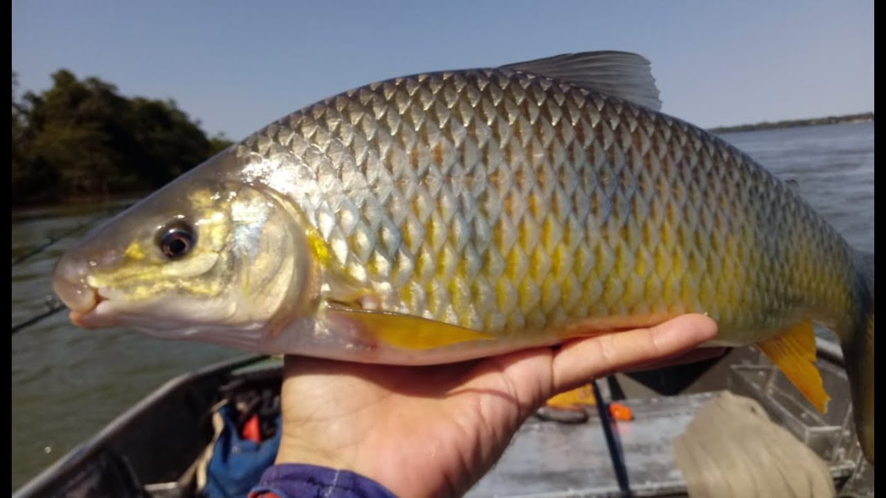 Piau – Onde Encontrar e Como Fisgá-lo: Guia Completo Para Pescar Esse ...