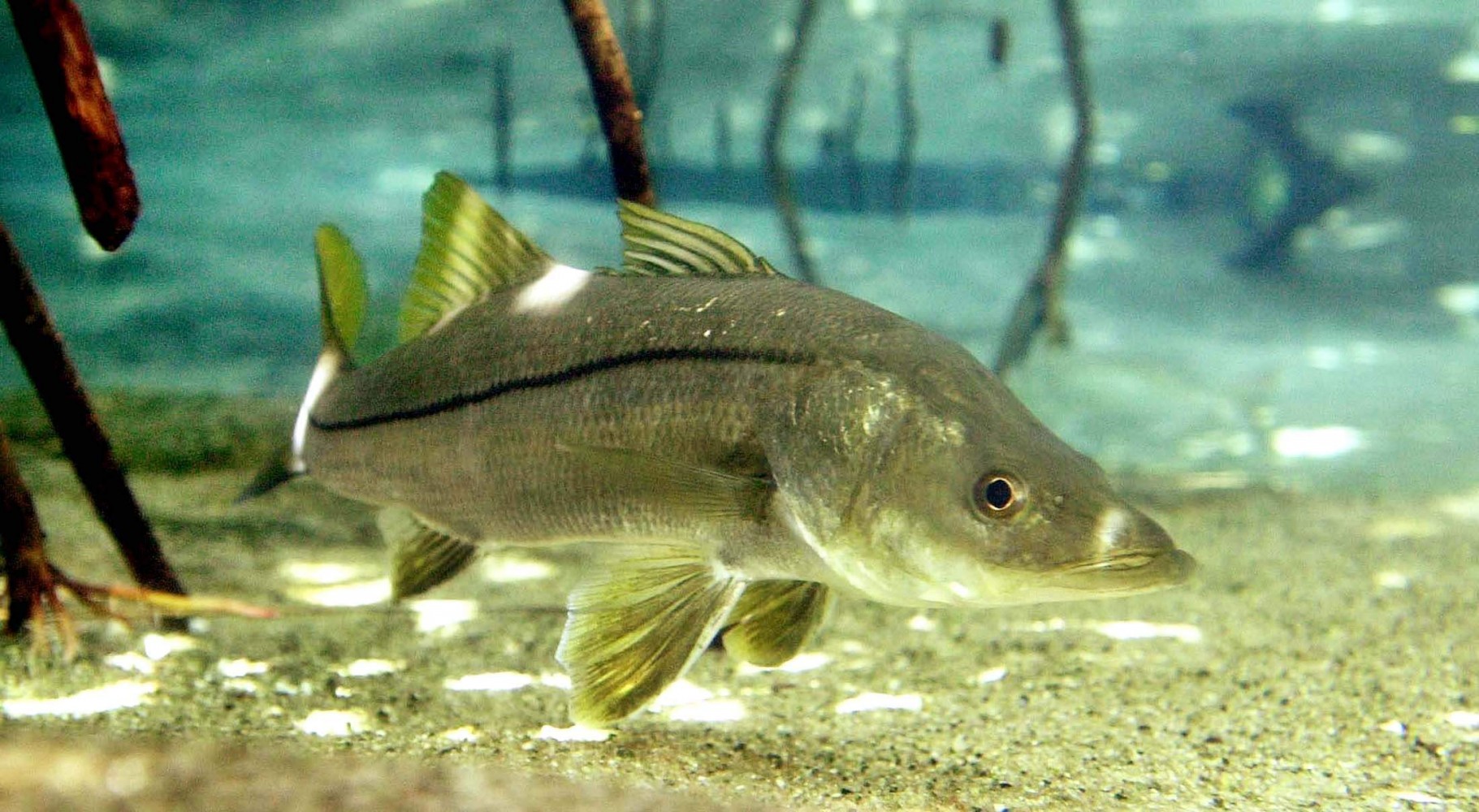 Como Pescar Robalo – Guia Completo Para Capturar Esse Predador Astuto ...